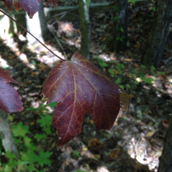 Maple leaf. | Project Noah