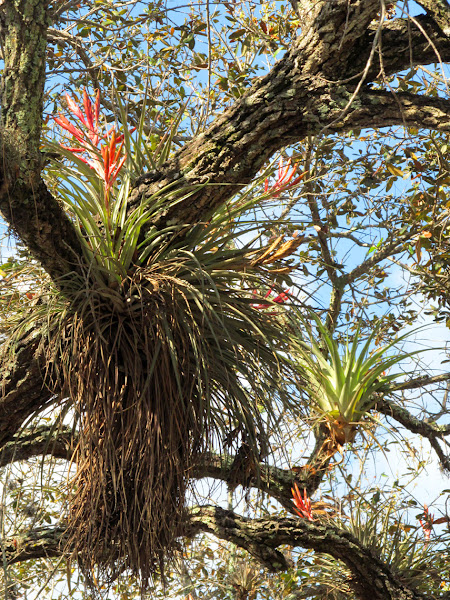 Quill-leaf | Project Noah