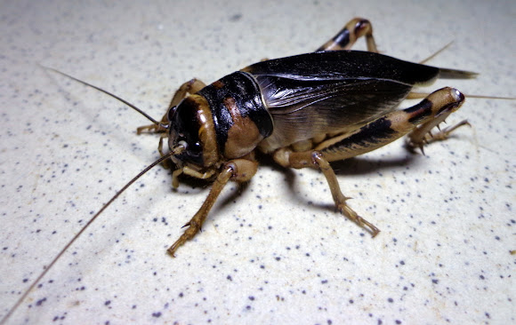 African field cricket | Project Noah