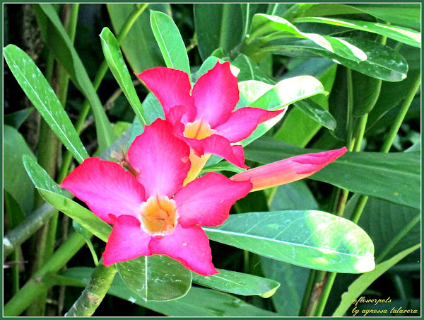 Kalachuchi, Desert Rose | Project Noah