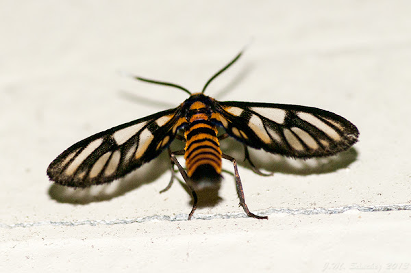 Tiger-Striped Clearwing Moth | Project Noah