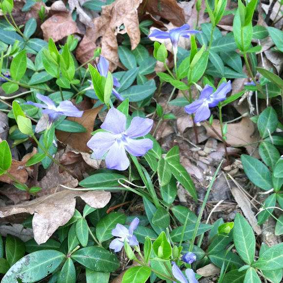 Phlox | Project Noah