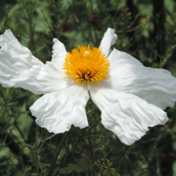 Matilija Poppy | Project Noah