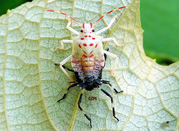 Molting Insect