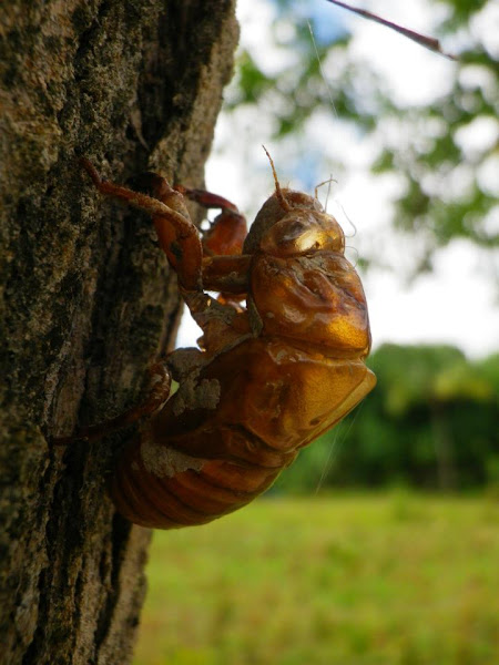 morning cicada | Project Noah