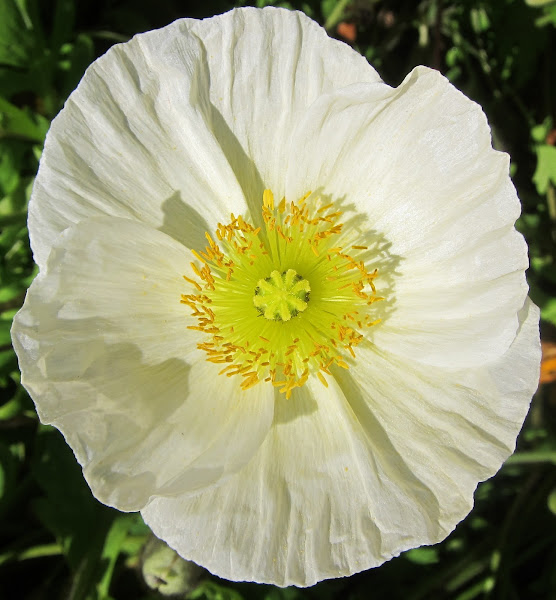 Iceland Poppies with Western Honey Bees | Project Noah