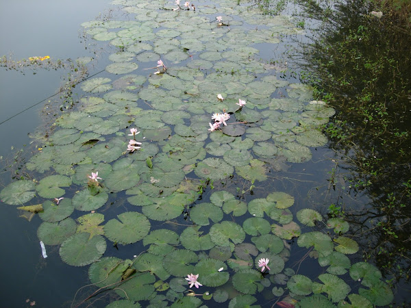 Nenúfar. Water Lily | Project Noah