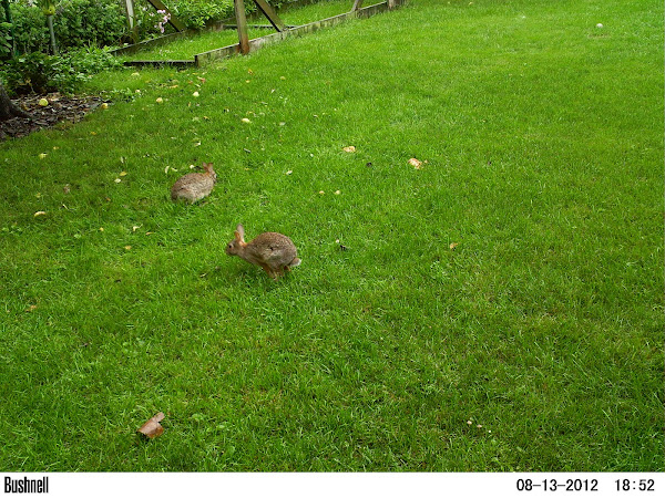 rabbit | Project Noah