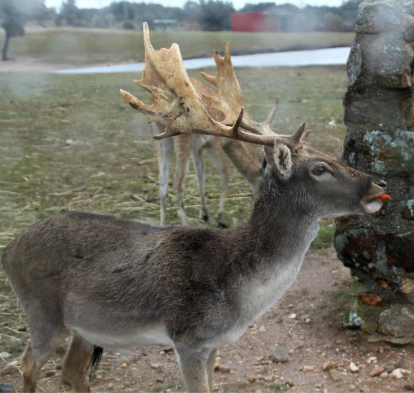 Fallow deer. | Project Noah