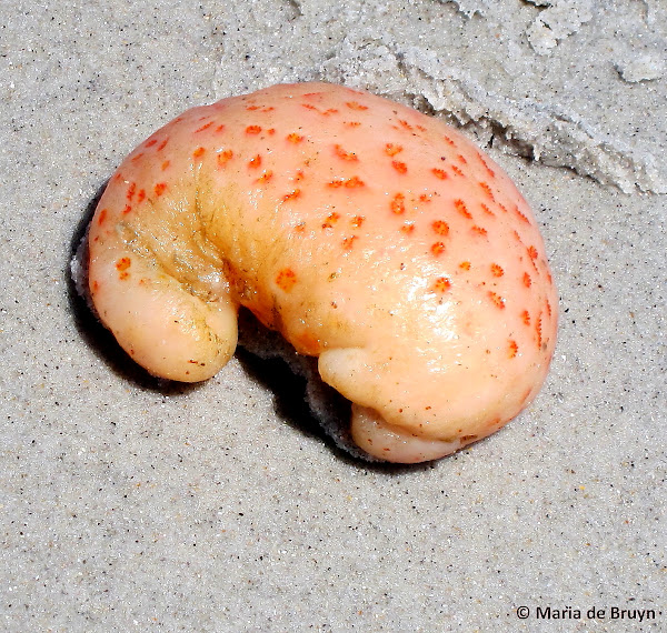 Sea pork | Project Noah