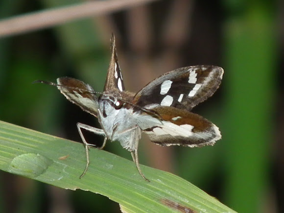 Grass Demon | Project Noah