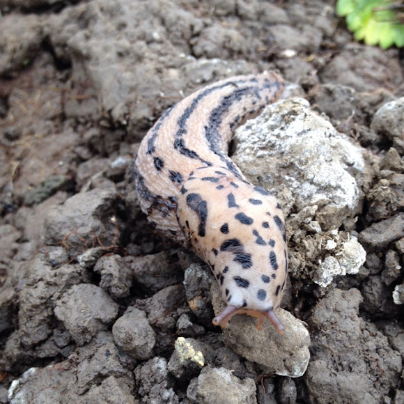 Leopard Slug | Project Noah