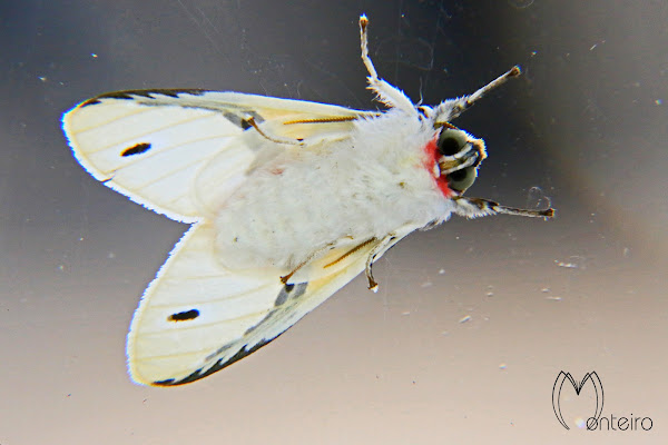 Tiger moth | Project Noah