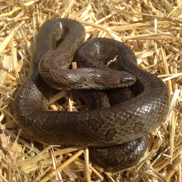 Prairie kingsnake | Project Noah