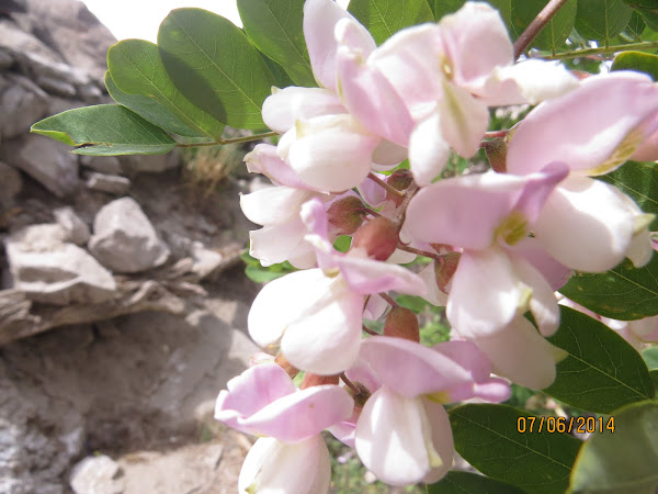 Java Cassia or Pink Shower Tree | Project Noah