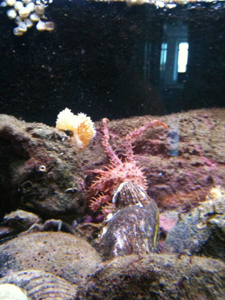 Lithodes maja | Project Noah