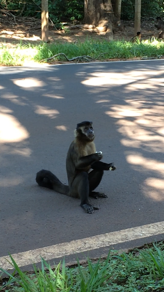 Black-striped capuchin (Macaco-Prego) | Project Noah