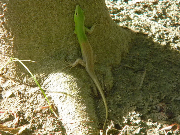 green tree skink | Project Noah