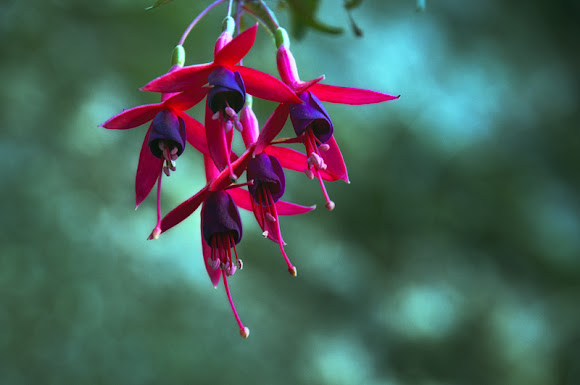 Brincos de Princesa - Fuchsia | Project Noah