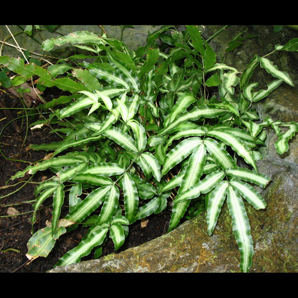 Cretan Brake Fern | Project Noah