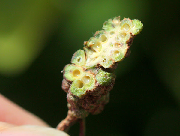 Wasp gall | Project Noah