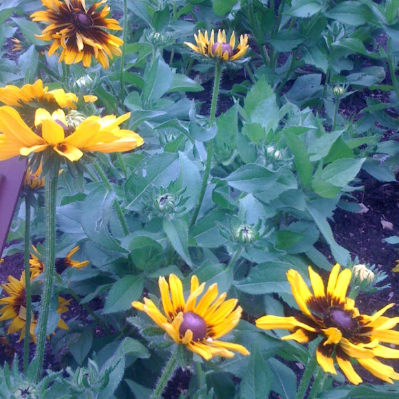 rudbeckia 'denver daisy' | Project Noah