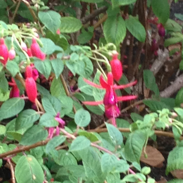 Fuchsia | Project Noah