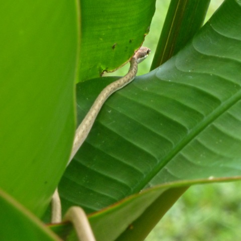 Mexican Vine Snake | Project Noah