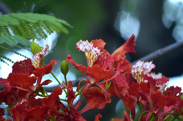 Tabachin Tree Flowers (Flamboyant) | Project Noah