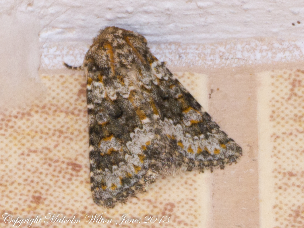 Small Ranunculus Moth | Project Noah