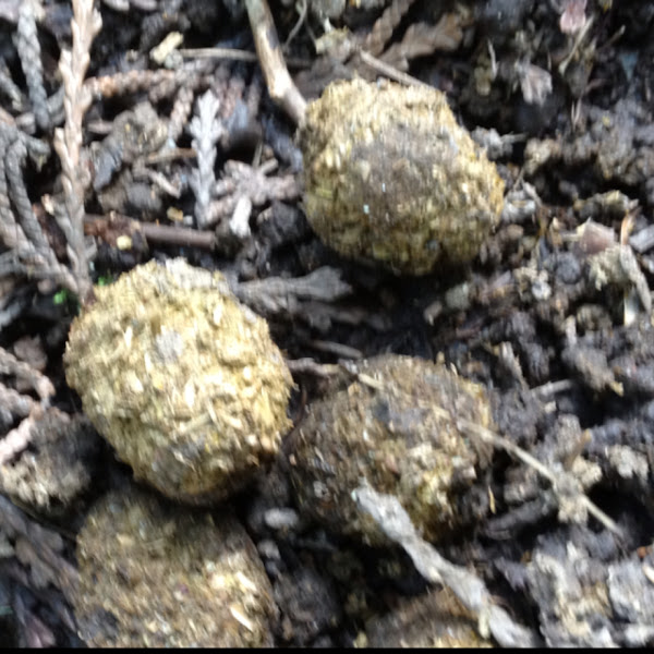 American Beaver scat | Project Noah