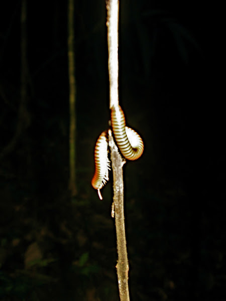 Millipede | Project Noah