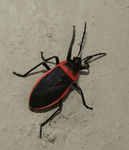 Bordered Plant Bug | Project Noah