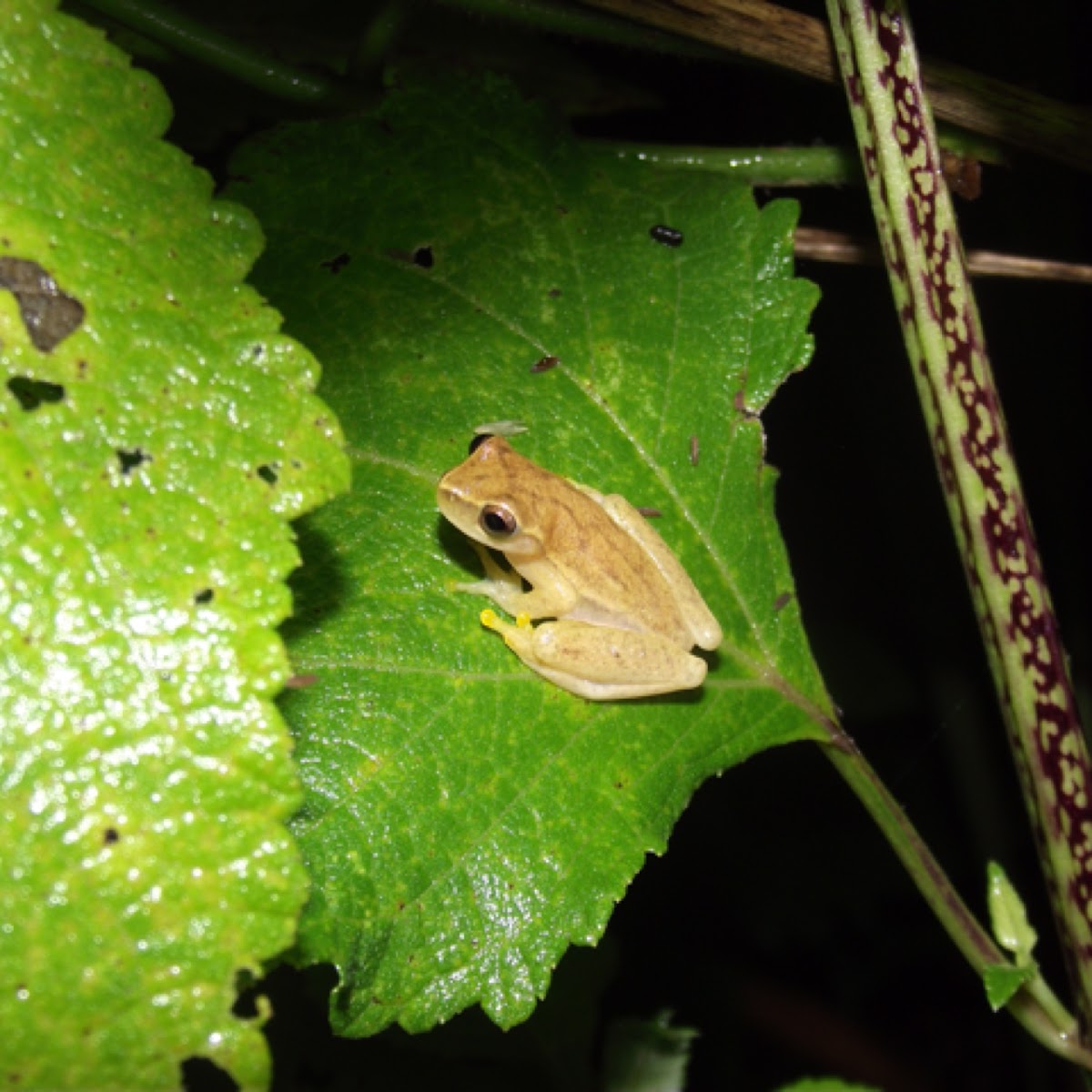 Small Headed Tree Frog | Project Noah