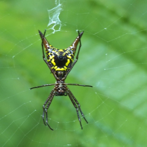 Arrow-shaped Spider | Project Noah