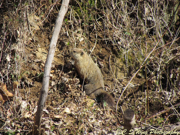 Groundhog | Project Noah