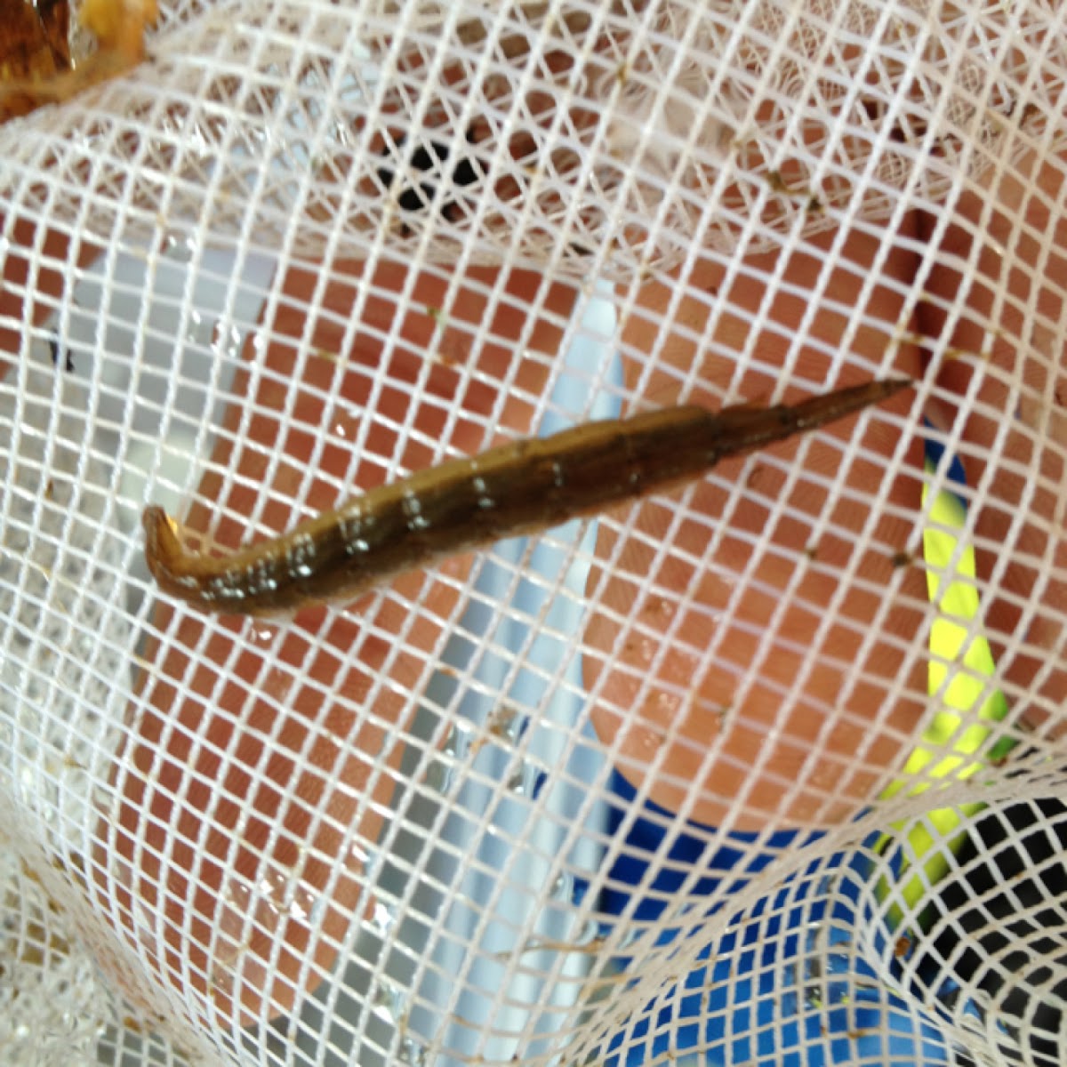 Predacious diving beetle larvae | Project Noah