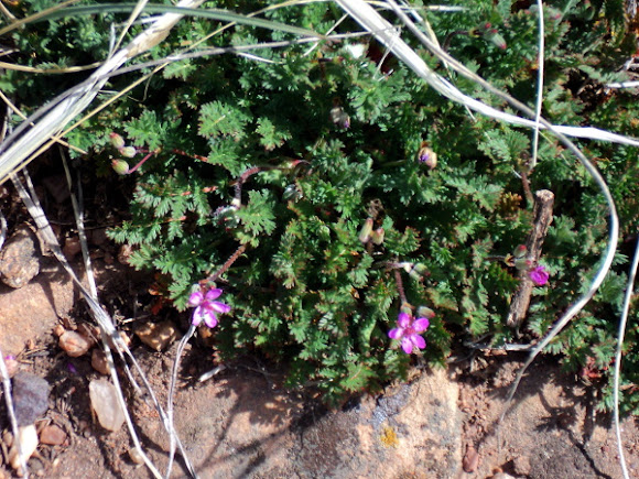 Storksbill | Project Noah