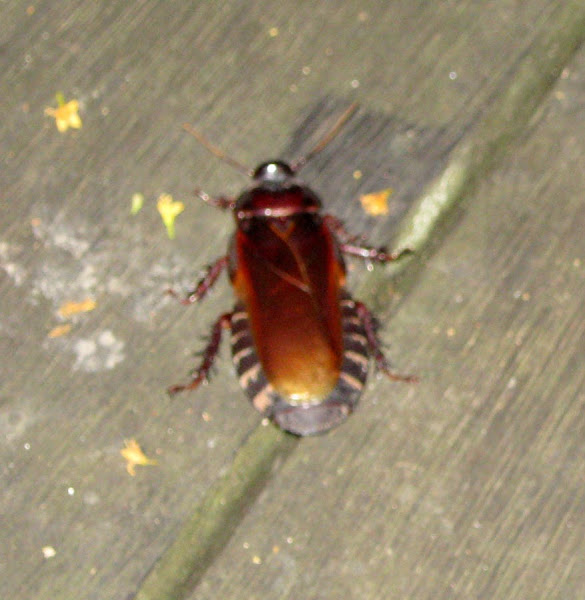 Giant Forest Roach | Project Noah