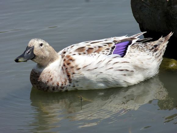 leucistic mallard | Project Noah