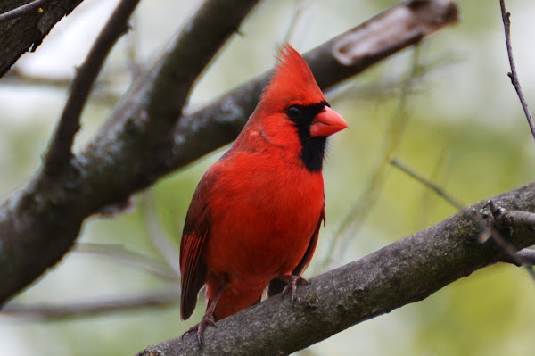 Northern Cardinal | Project Noah