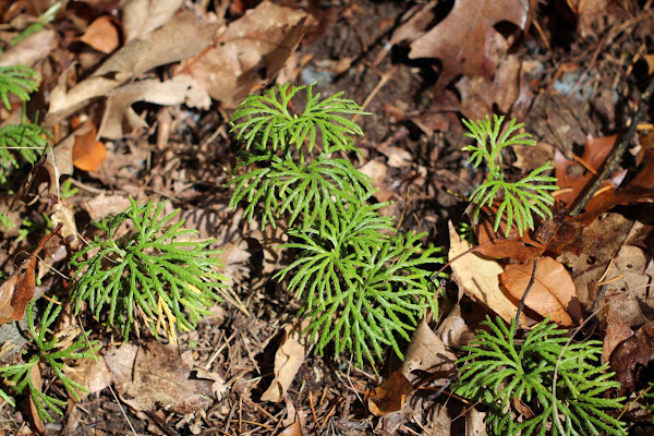 Ground Pine | Project Noah