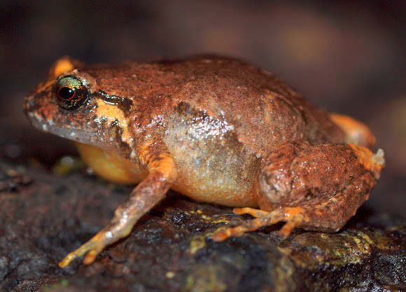 Tapping Nursery Frog | Project Noah