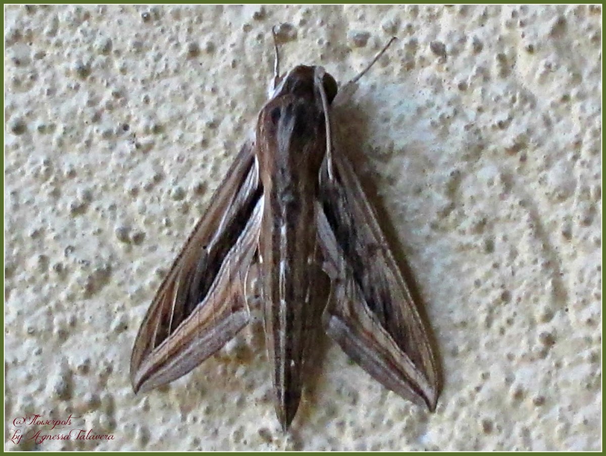 Vine Hawk Moth, Silver-striped Hawk Moth | Project Noah