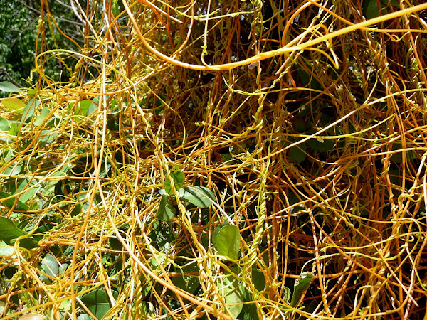 Japanese Dodder | Project Noah