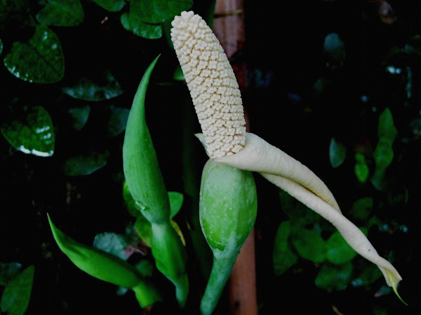 Five Fingers | Project Noah