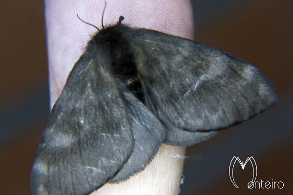 Hylesia moth | Project Noah
