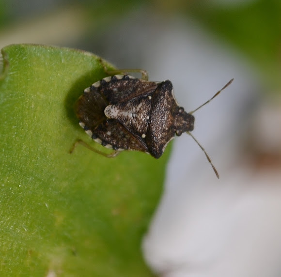 African Cluster Bug | Project Noah