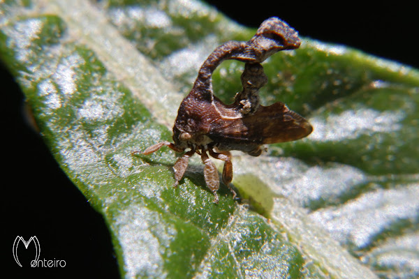 Cladonota treehopper | Project Noah