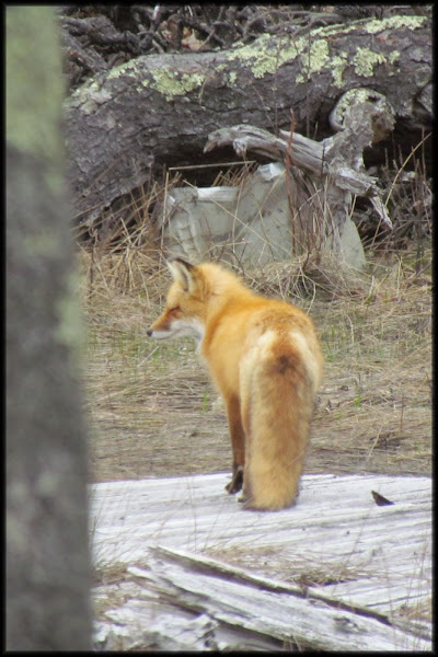 Red Fox | Project Noah